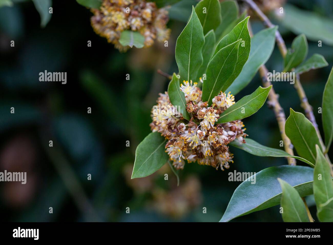 Tabu tree hi-res stock photography and images - Alamy