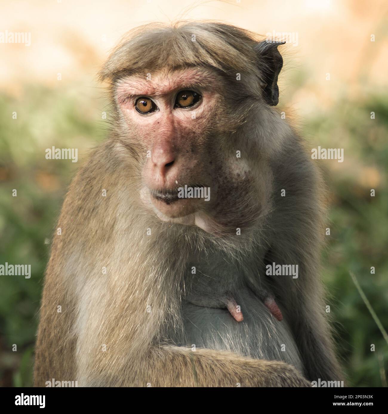 Toque Macaque, Monkey, posing on stone with Sri Lanka Landscape Stock Photo - Alamy