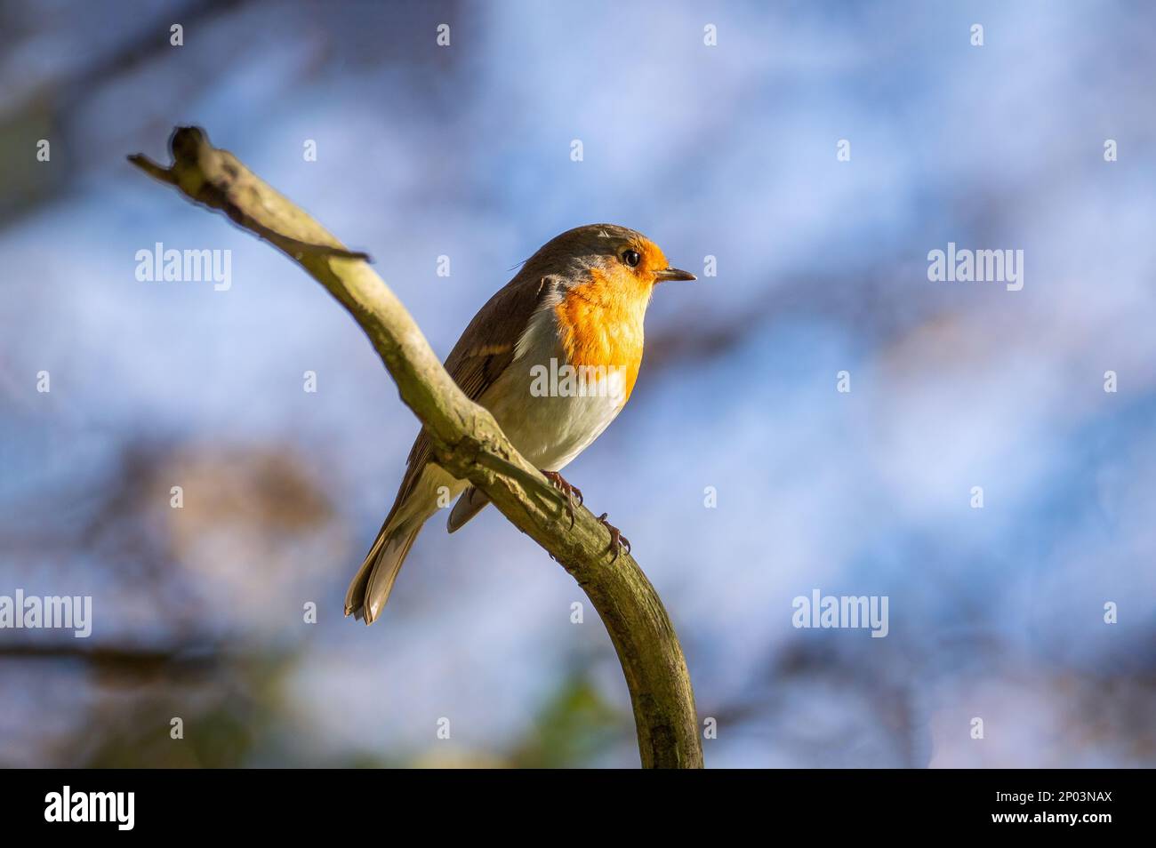 Robin on a dead branch Stock Photo - Alamy