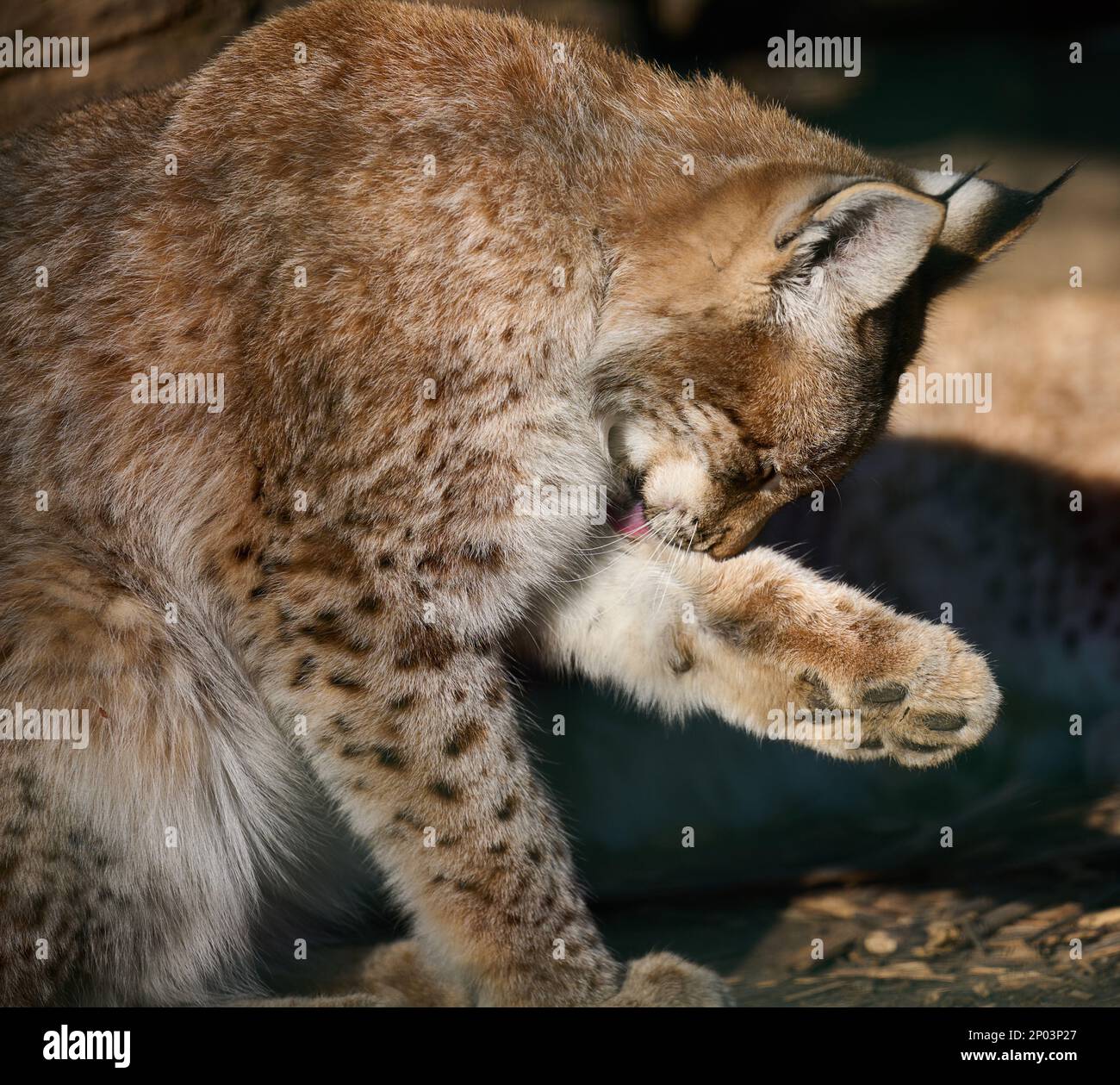 Lynx sitting and licking its front paw on a spring day Stock Photo - Alamy