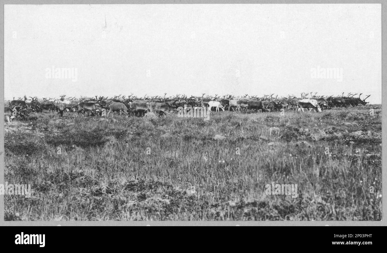 Reindeer. Frank and Frances Carpenter collection , Gift; Mrs. W. Chapin ...