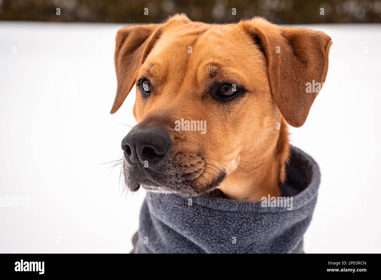 Brown Potcake Dog Posing in the Winter Snow, Hedge Background Stock ...