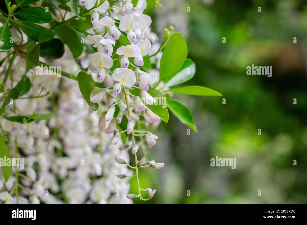 Selective focus ofwhite flowers Wisteria sinensis or Blue rain, Chinese ...