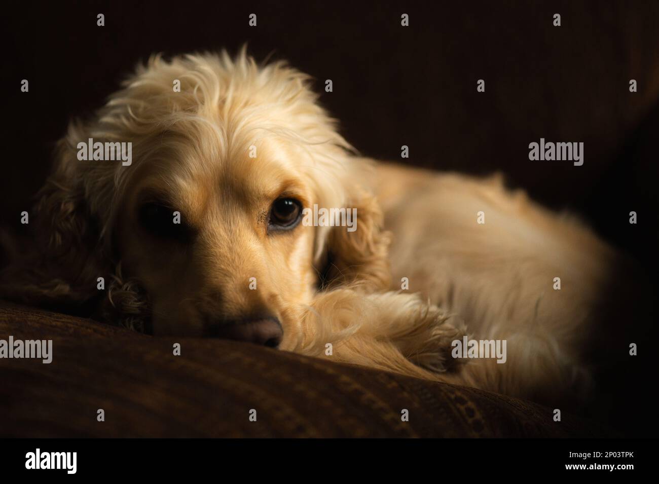 Golden Cocker-spaniel Dog Curled Up on Couch with Dramatic Lighting ...