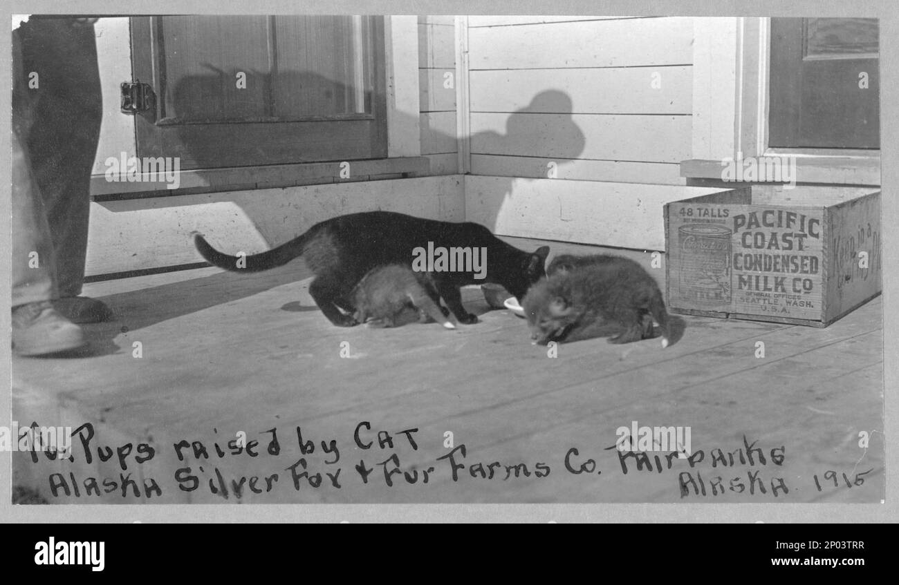 Fox pups raised by cat at Alaska Silver Fox and Fur Farms Co. , Fox ...