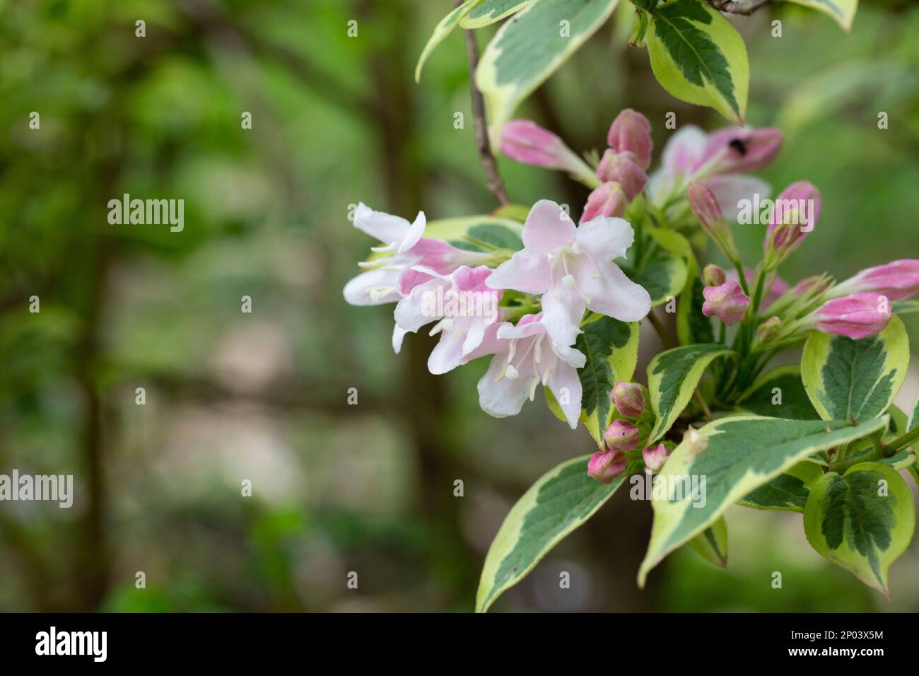 Abundant pink flowers of Weigela florida in mid May. spring flower ...
