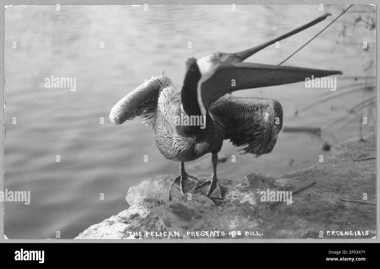 Carpenter bird Black and White Stock Photos & Images - Alamy