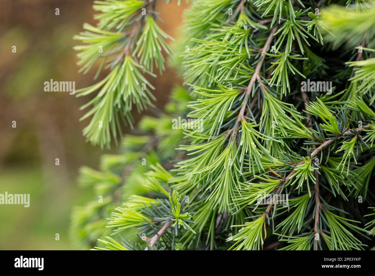 Young bright green needles of Himalayan cedar Cedrus Deodara, Deodar ...