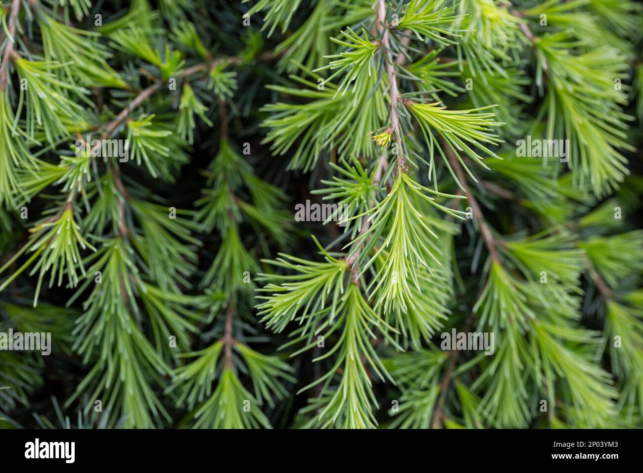 Young bright green needles of Himalayan cedar Cedrus Deodara, Deodar ...