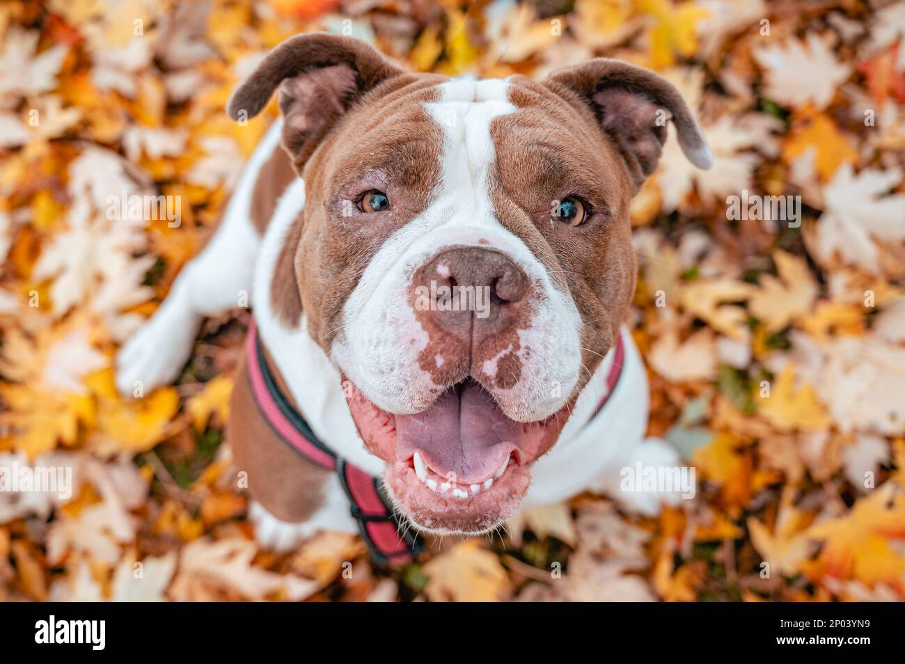 Bulldog fall hi-res stock photography and images - Alamy