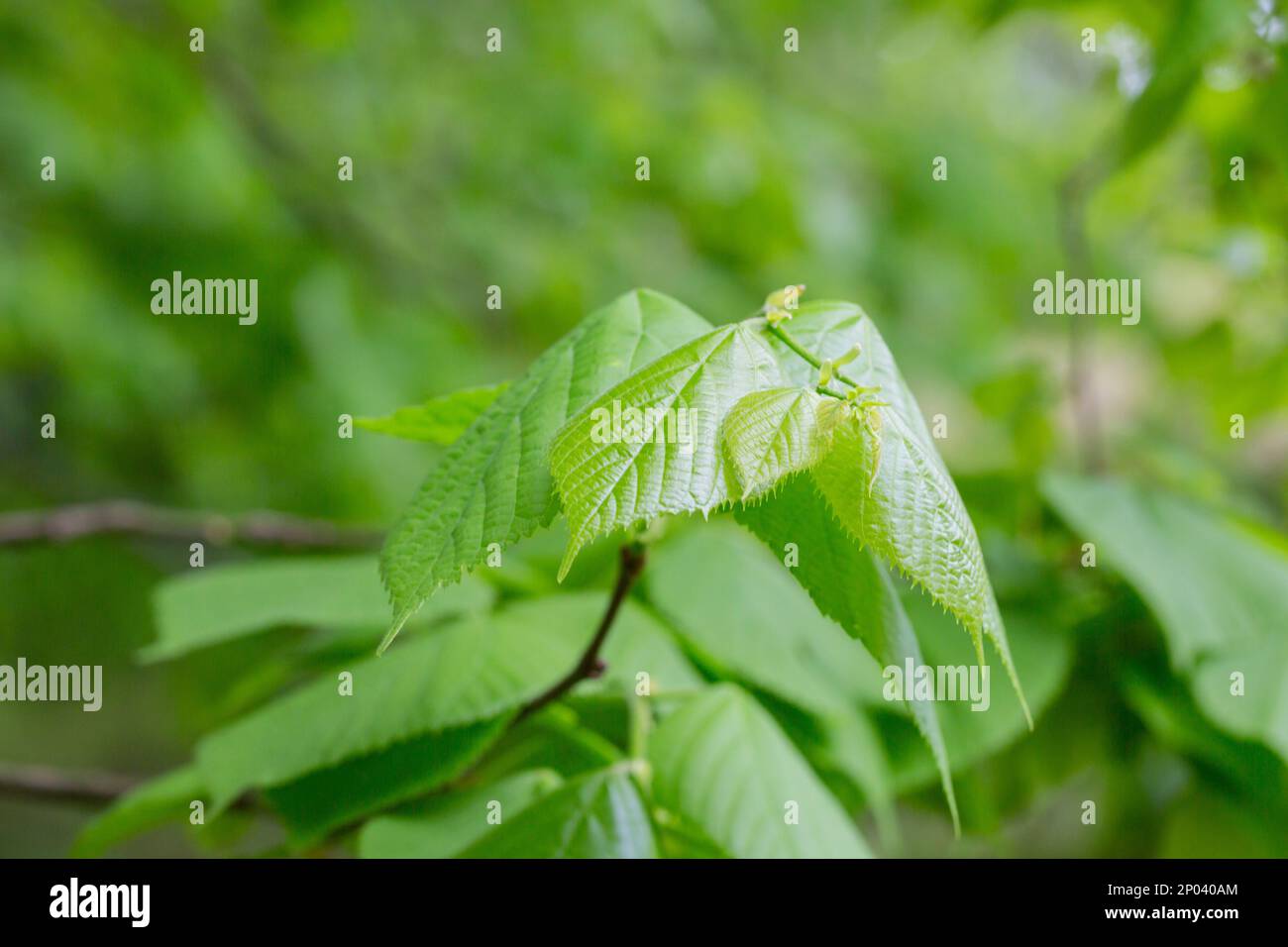 Bright green leaves of Tilia Koreana Nakai Tilia amurensis, Amur lime ...