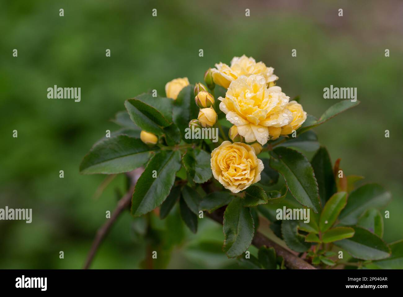 close-up buds Lady Banks rose, just Banks rose or Rosa banksiae, small ...