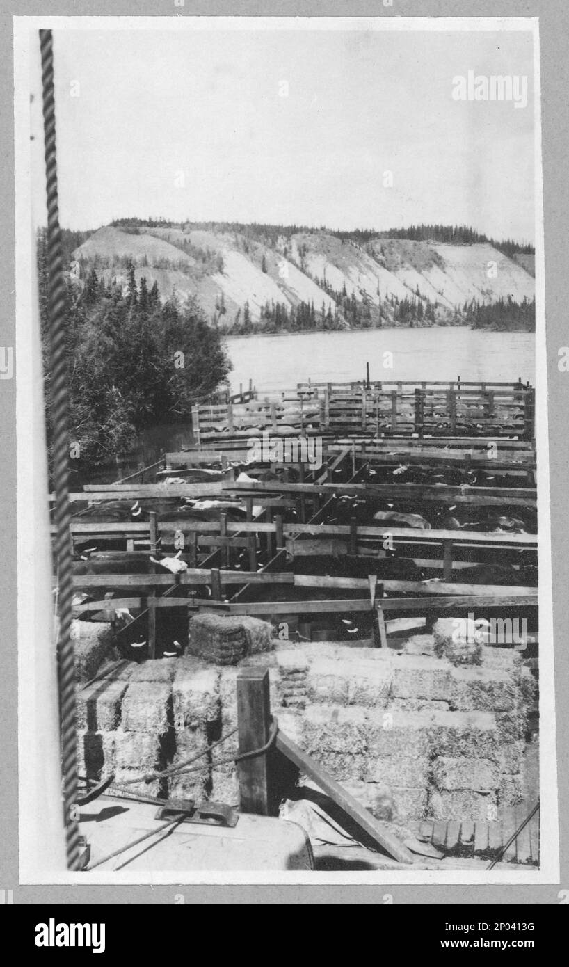 Barge of cattle. Frank and Frances Carpenter collection , Gift; Mrs. W ...