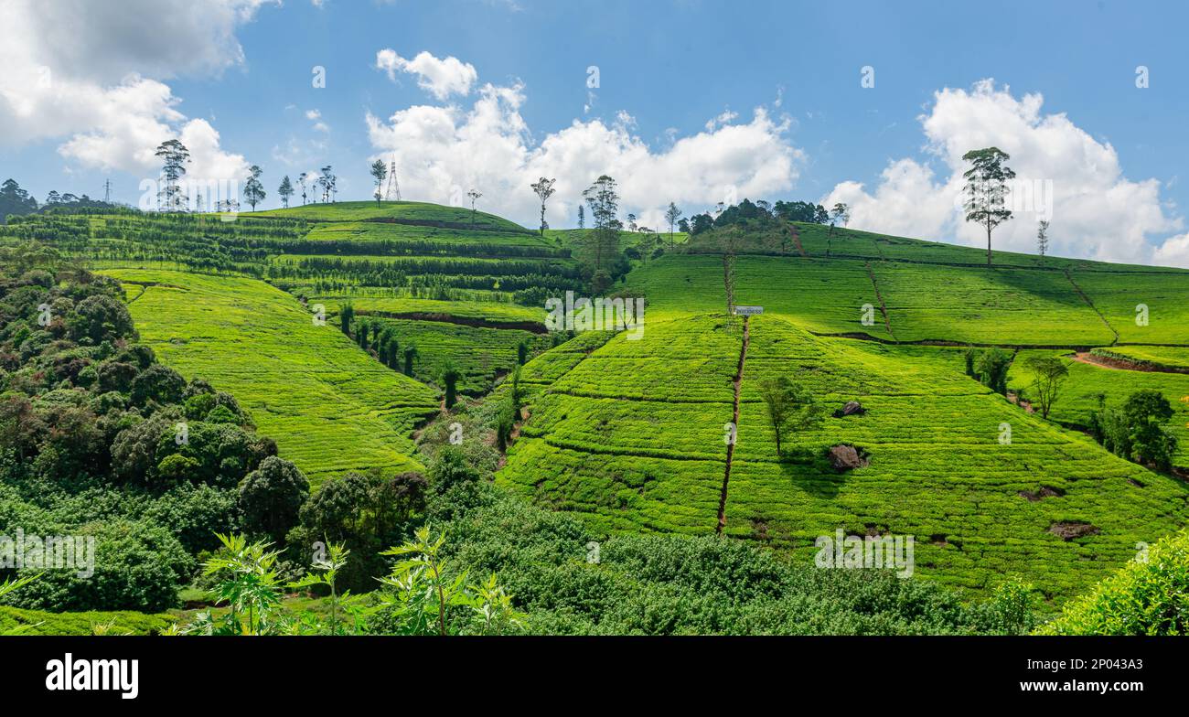 Afternoon Sun and Clouds Over the Sri Lanka Tea Fields Stock Photo - Alamy
