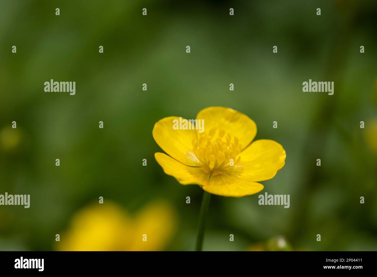 selective focus: Yellow Buttercup growing in forests and high mountains ...