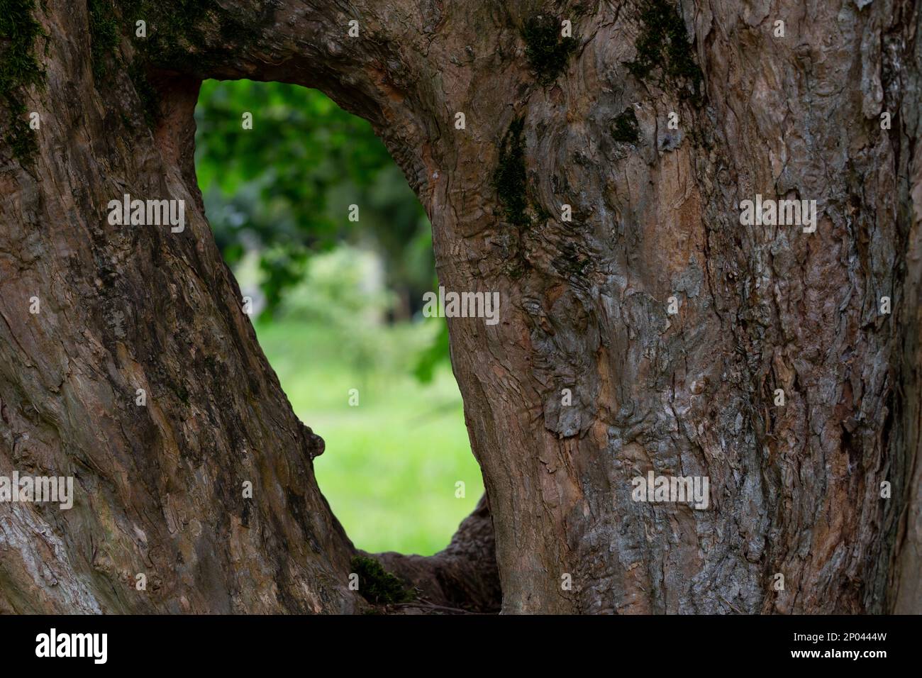 A cclose up view from inside the tree with hollow. Unusual inside view ...