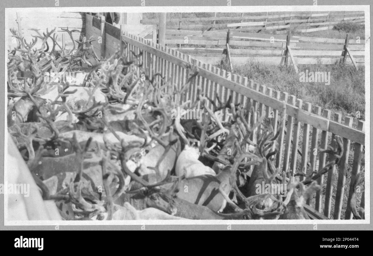 Reindeer waiting to be slaughtered. Frank and Frances Carpenter ...
