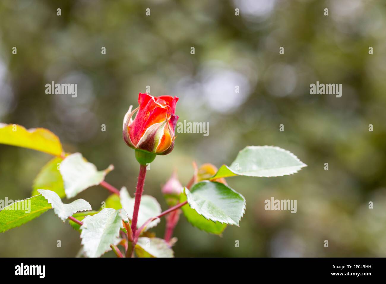 Floribunda Rose known by several common names, including Persian rose ...