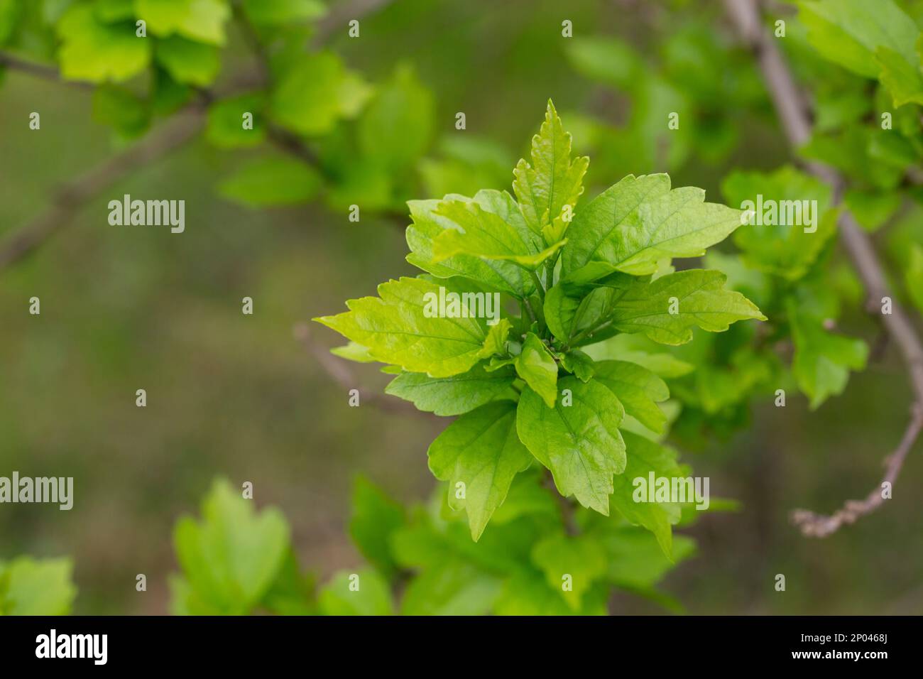 Nature of green leaf in garden at summer. Natural green leaves plants ...