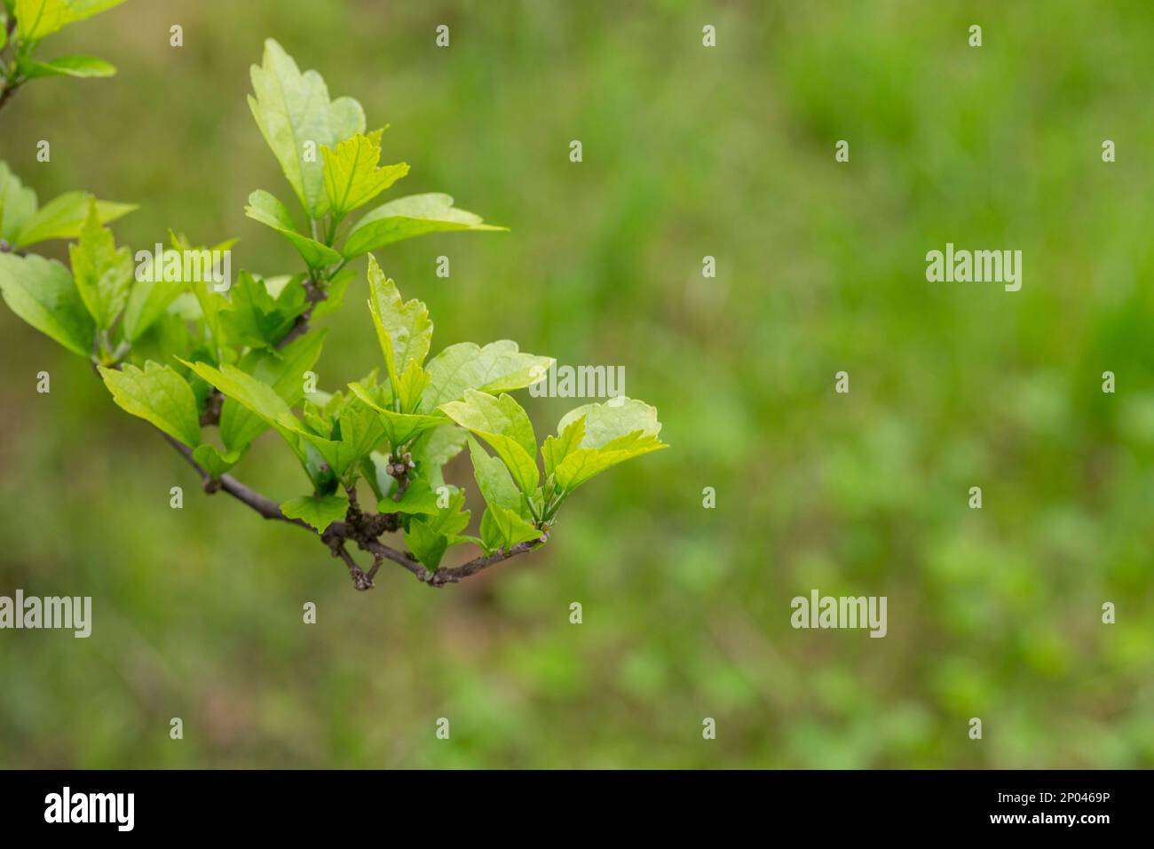 Ecology Wallpaper 8,500+ Dew New Stock Photos, Pictures & Royalty Free