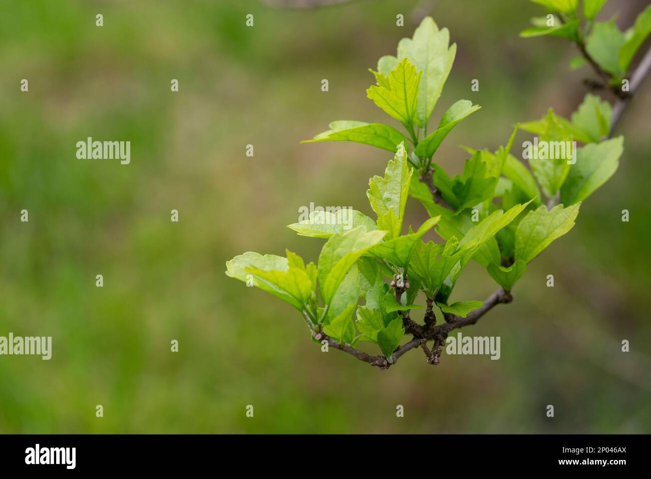 Nature of green leaf in garden at summer. Natural green leaves plants ...