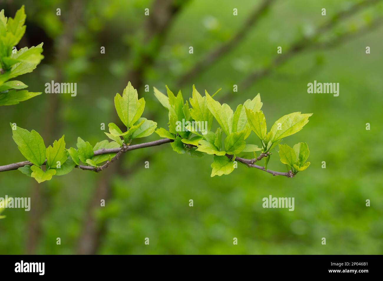 Nature of green leaf in garden at summer. Natural green leaves plants ...