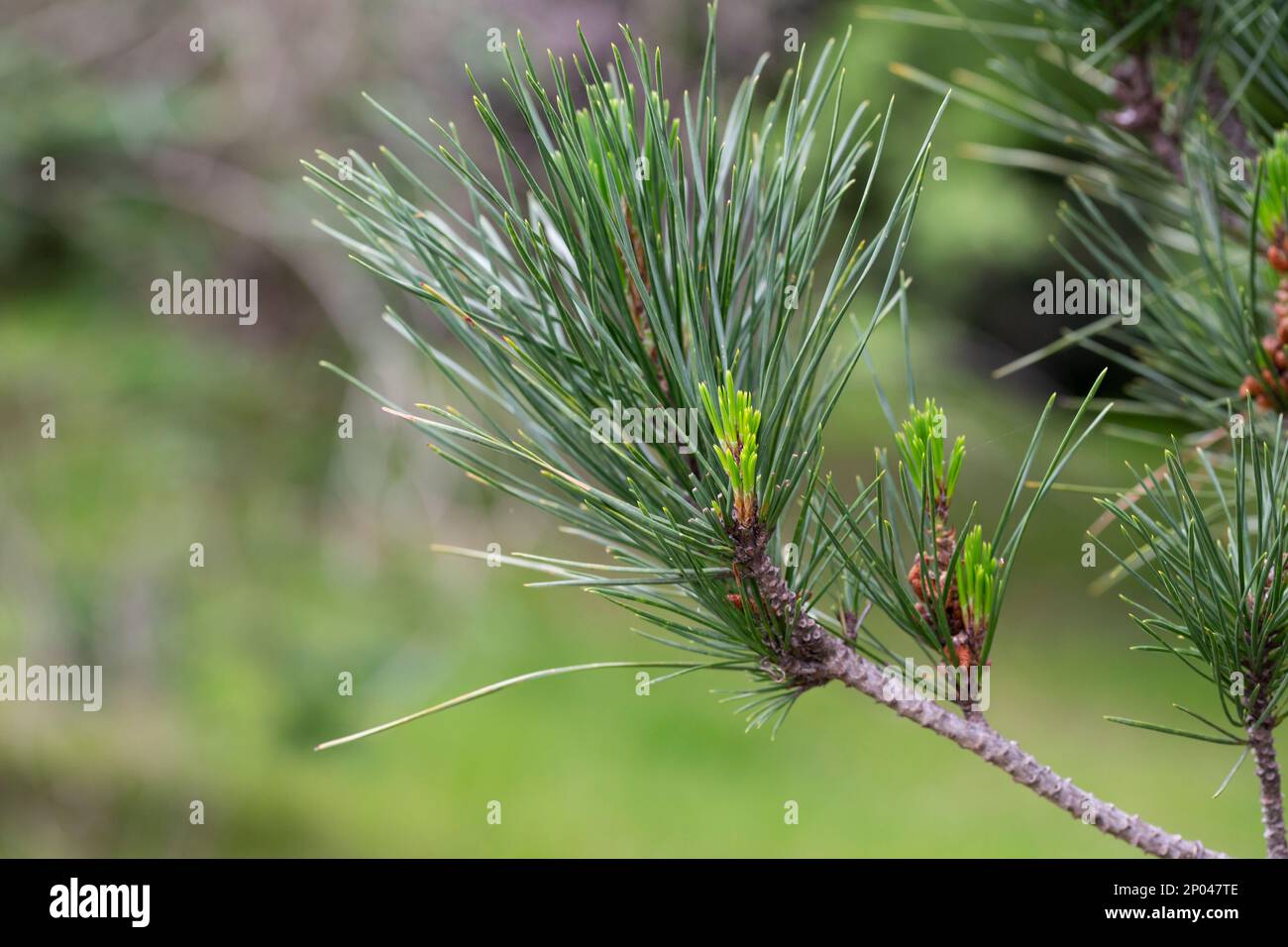 Pinus radiata hi-res stock photography and images - Alamy