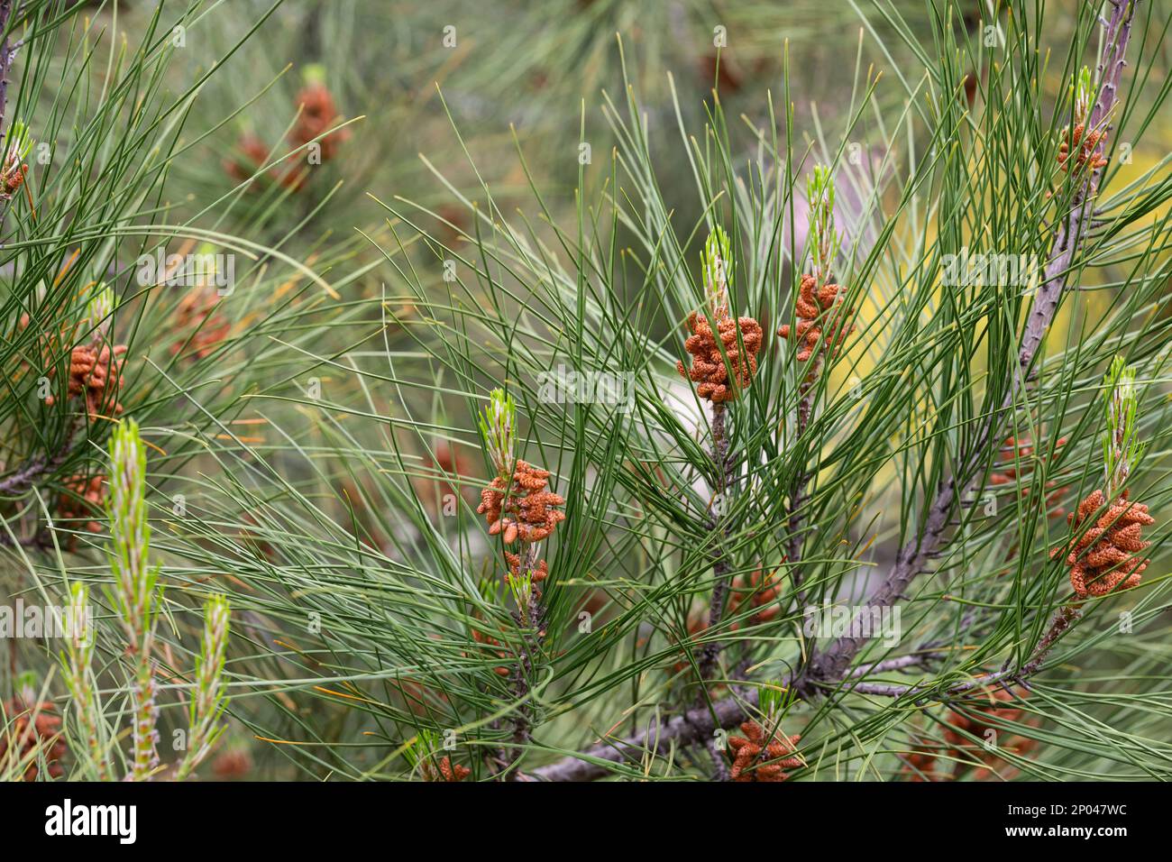 Eastern white pine radiata hi-res stock photography and images - Alamy