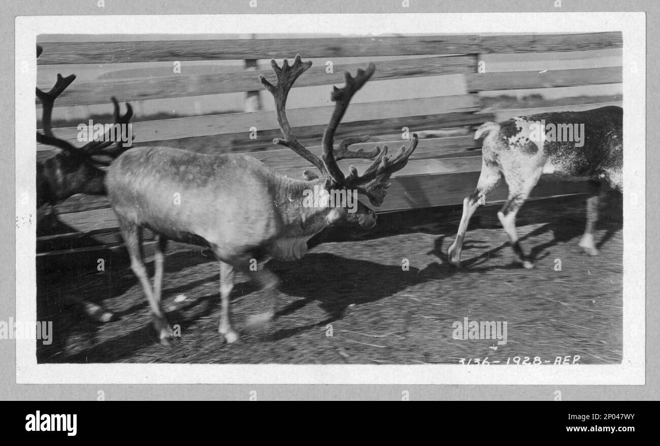 Pastolik hi-res stock photography and images - Alamy