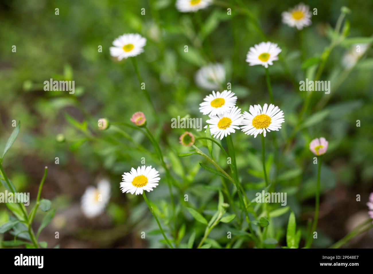 Matricaria recutita is a plant widely used for medicinal and cosmetic ...