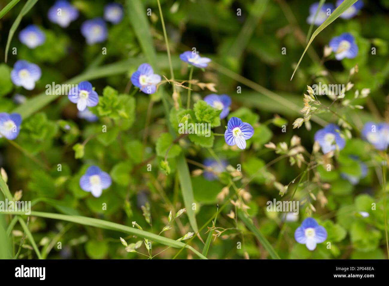 Beautiful veronica chamadris - blue flowers in spring. Floral ...