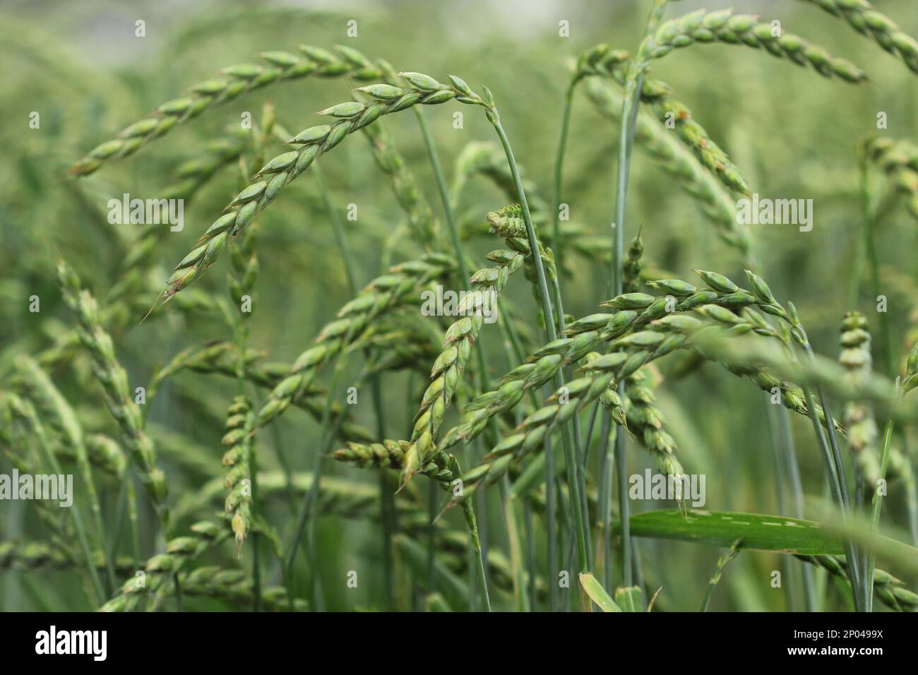 field of corn, spelt, crop Stock Photo - Alamy