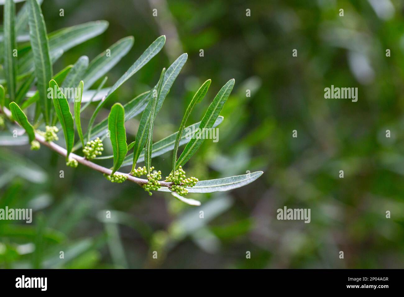 Fresh green leaves of Florida Holly, Brazilian pepper tree ...