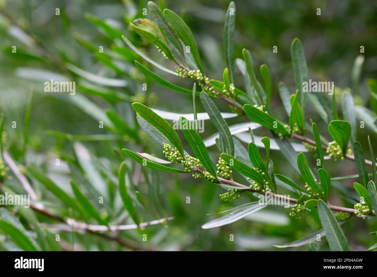 Schinus Terebinthifolius Leaf
