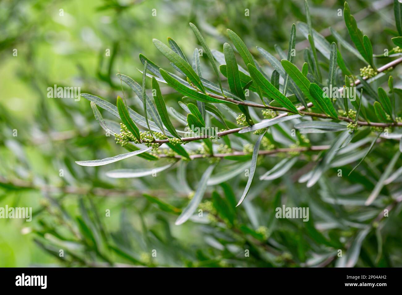 Fresh green leaves of Florida Holly, Brazilian pepper tree ...