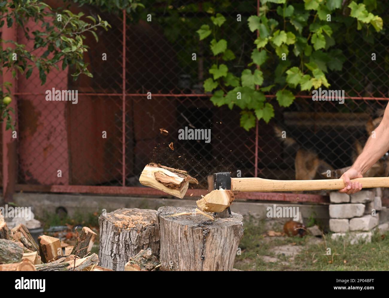 The axe split the log in two. Parts of a log in flight with wood chips ...