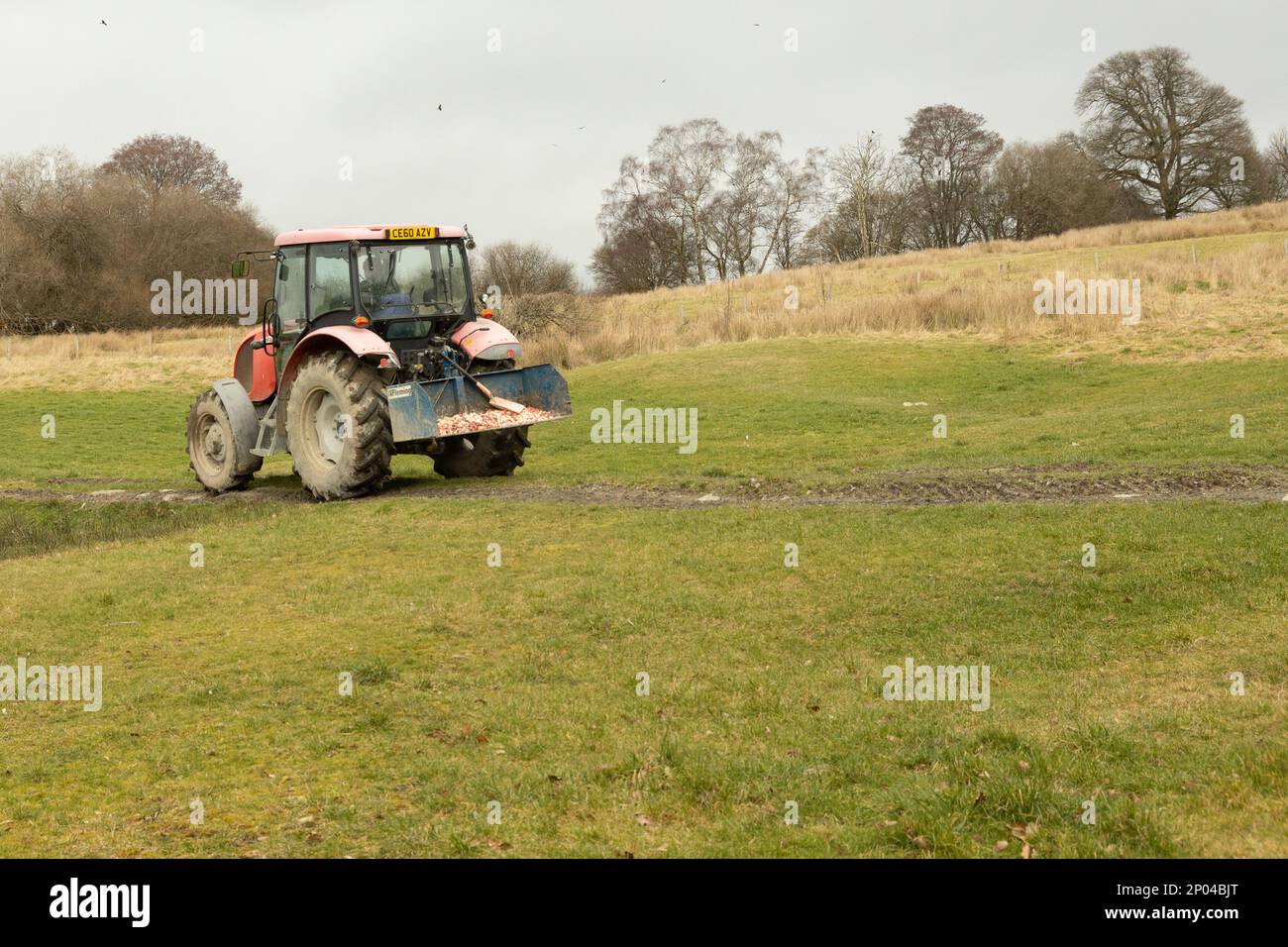 Gigrin Farm Red Kitye feeding station Stock Photo - Alamy