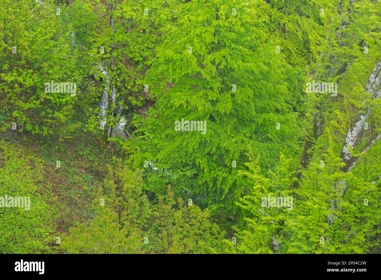 Spring forest, top view. Young green leaves on trees in April Stock ...