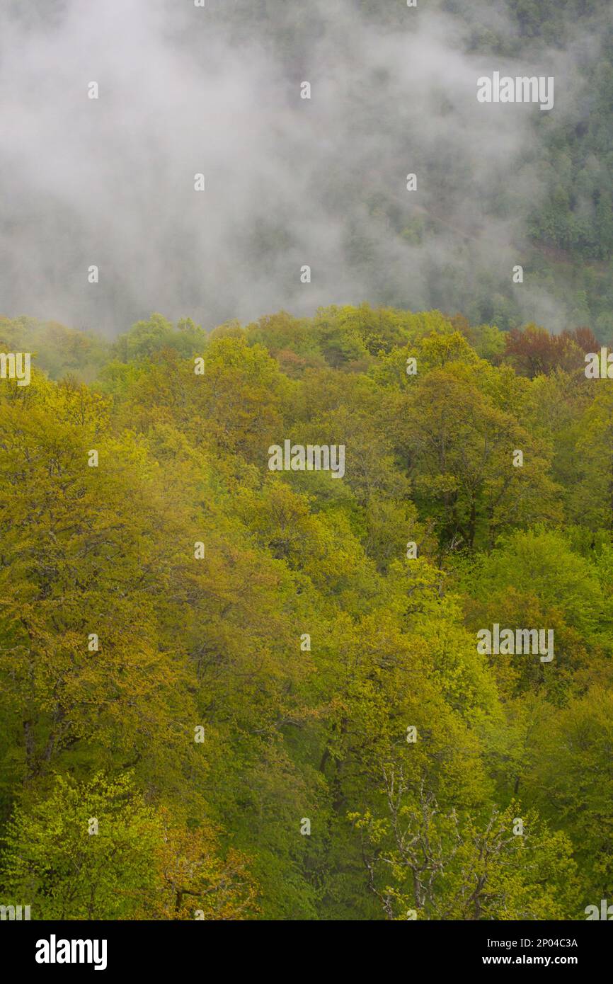 Spring green mountains in clouds and fog. The concept is to be above ...