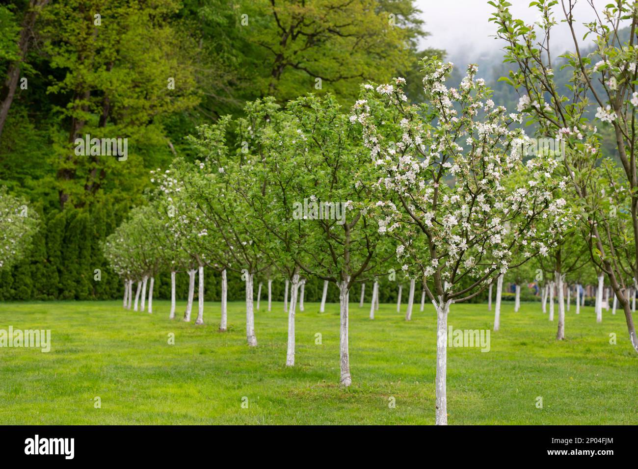 Apple garden, blossom on tree. Flowering orchard in spring time ...