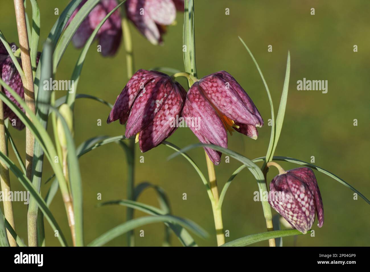 Closeup purple flowers of snake's head (Fritillaria meleagris). Lily ...