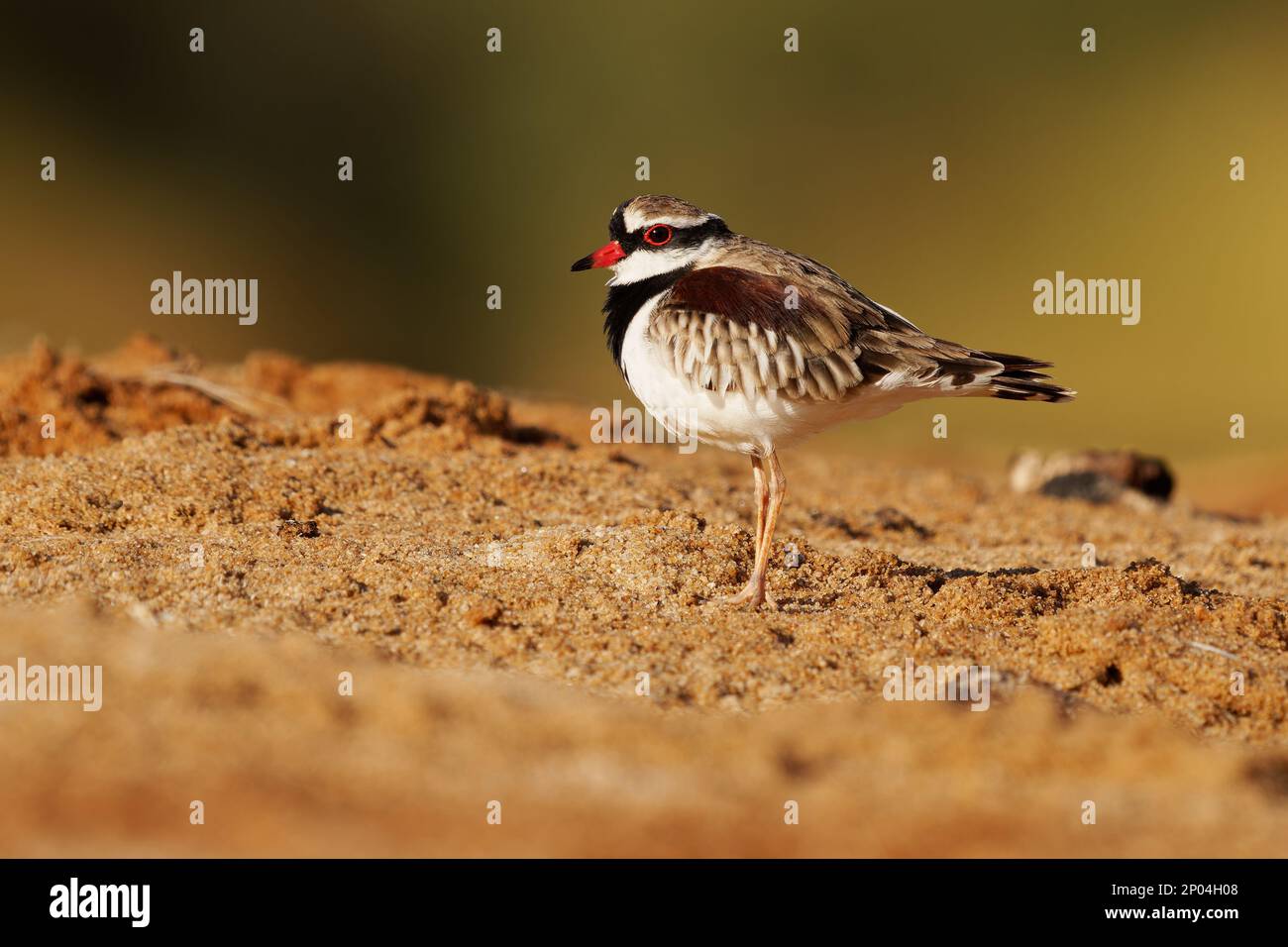Black-fronted Dotterel - Elseyornis melanops small plover wader in the ...