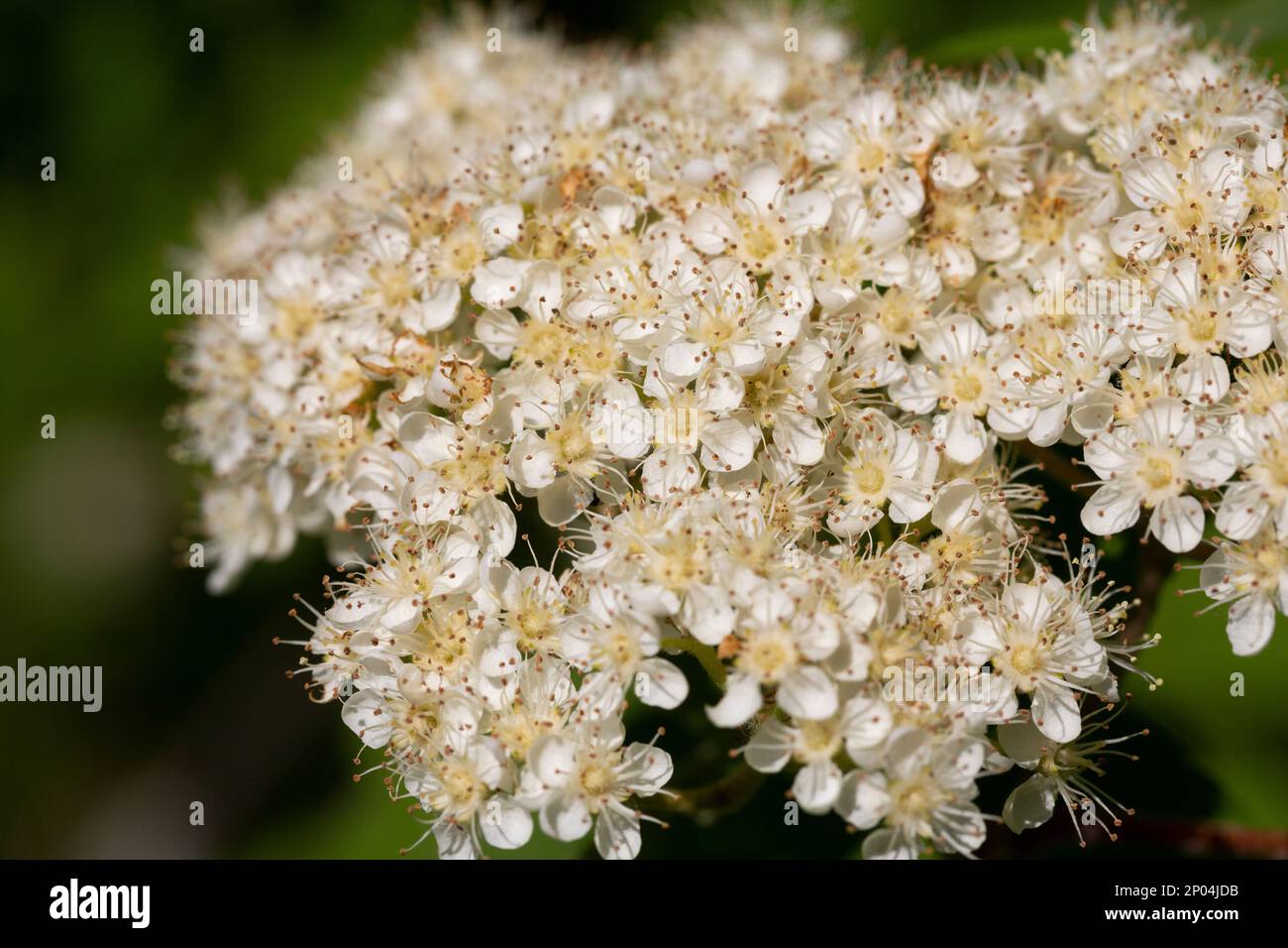 Flowers of common mountain ash. Numerous white Rowan flowers are ...