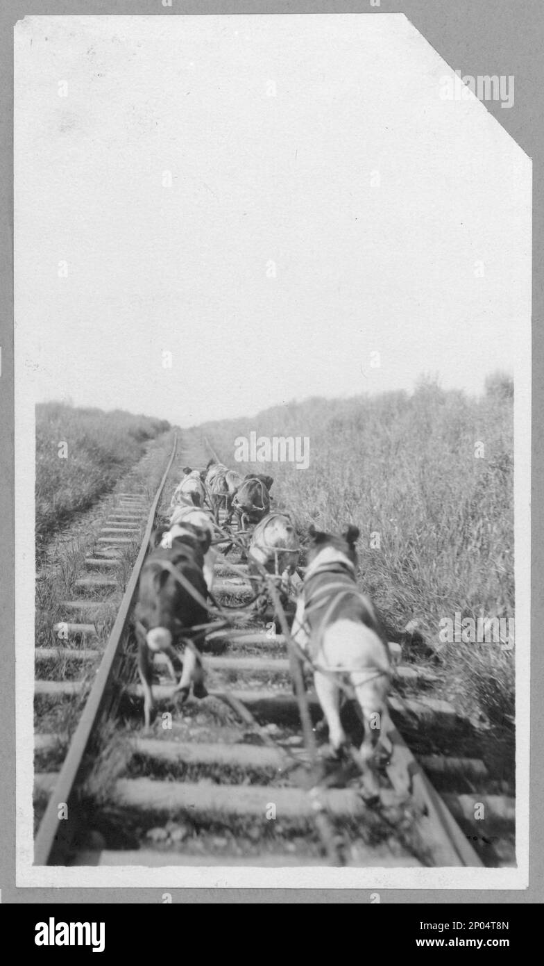 Alaska sled dogs vintage hi-res stock photography and images - Alamy