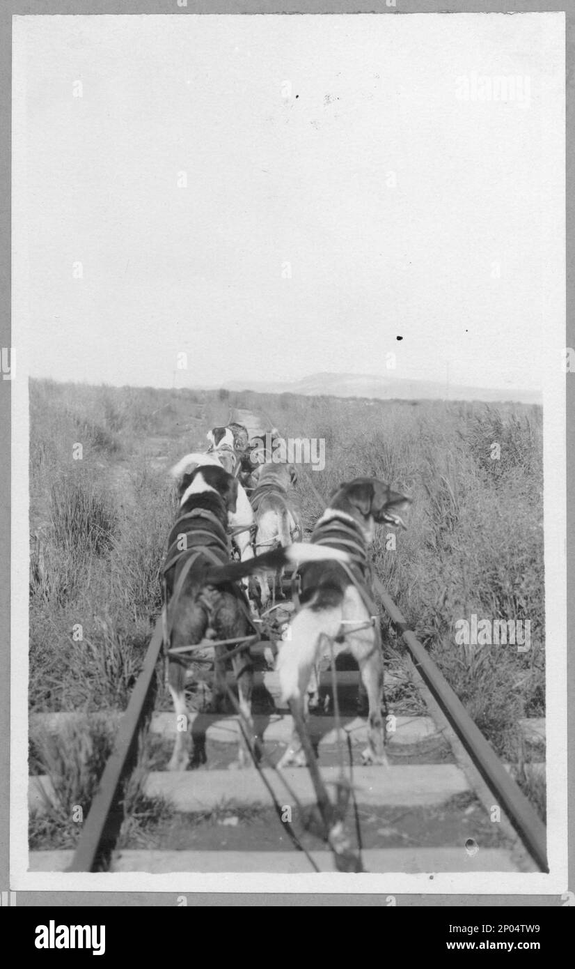 Dogs pulling pupmobile. Frank and Frances Carpenter collection , Gift ...