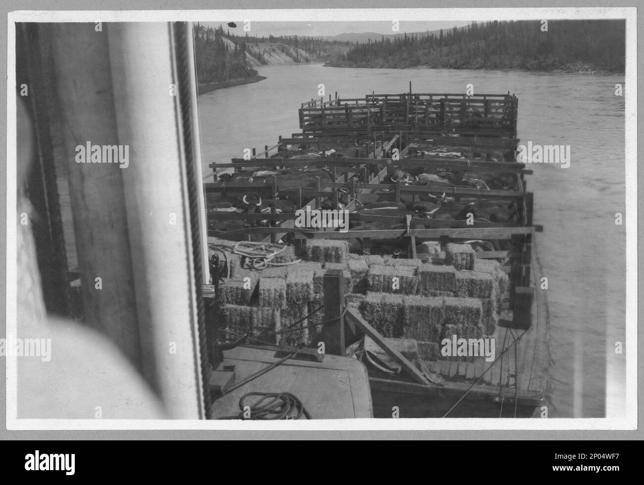 Cattle barge. Frank and Frances Carpenter collection , Gift; Mrs. W ...