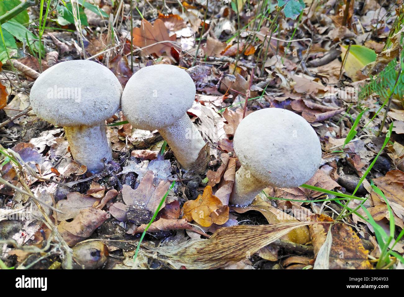 Lycoperdon perlatum, popularly known as the common puffball, warted ...