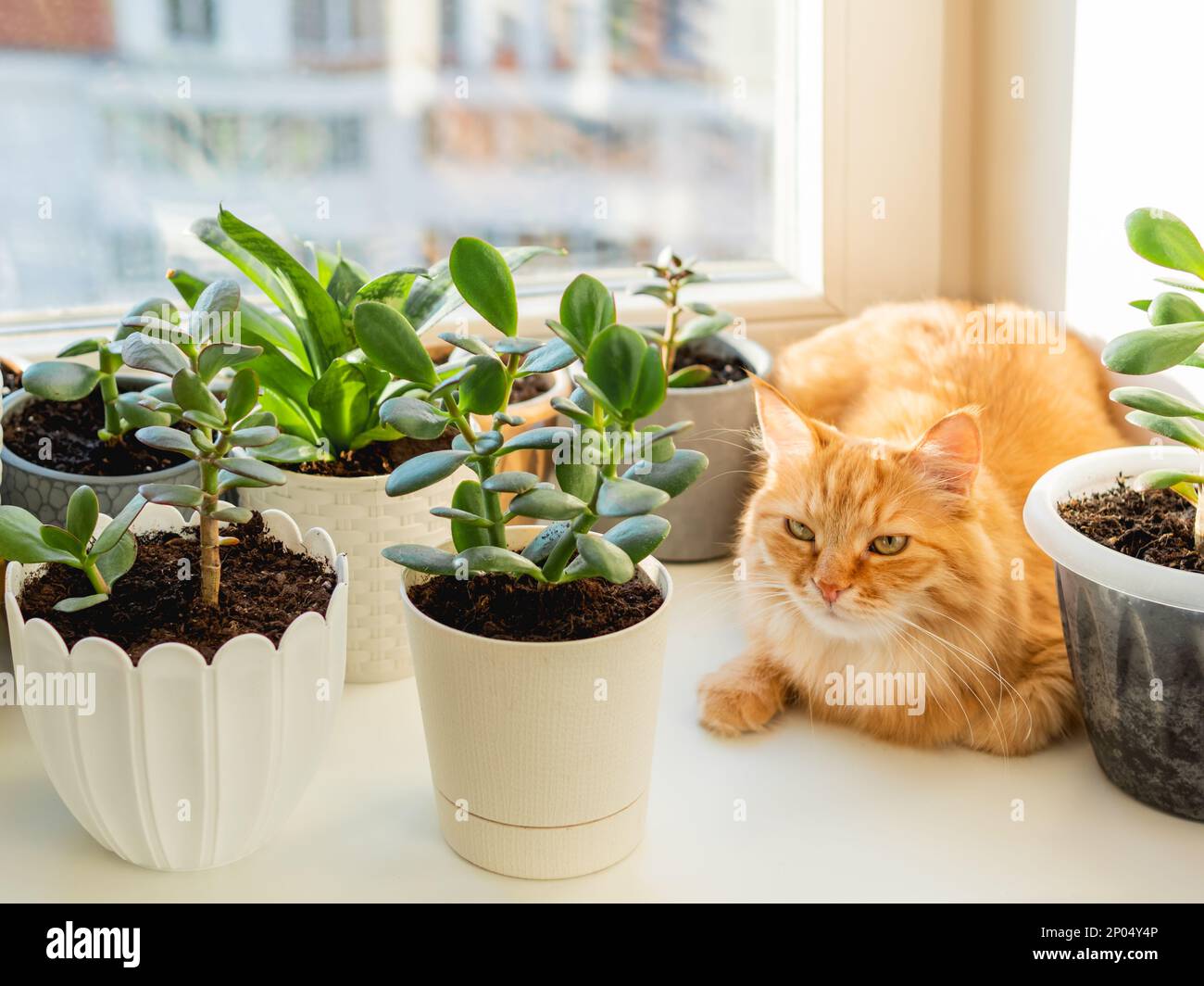 Cute ginger cat lying on window sill among flower pots with houseplants ...