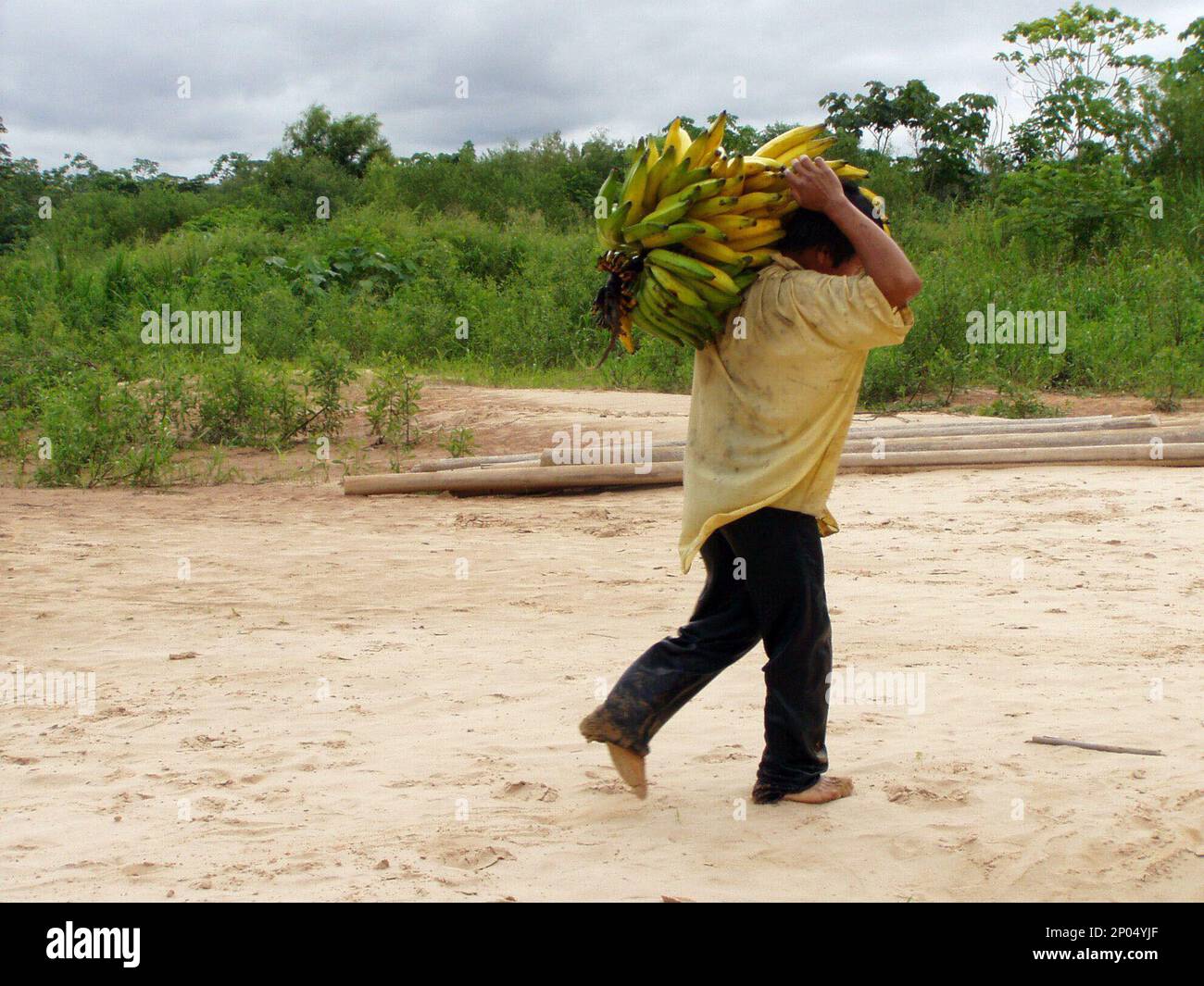 A Tsimane man carried bananas, among a group of indigenous people with ...