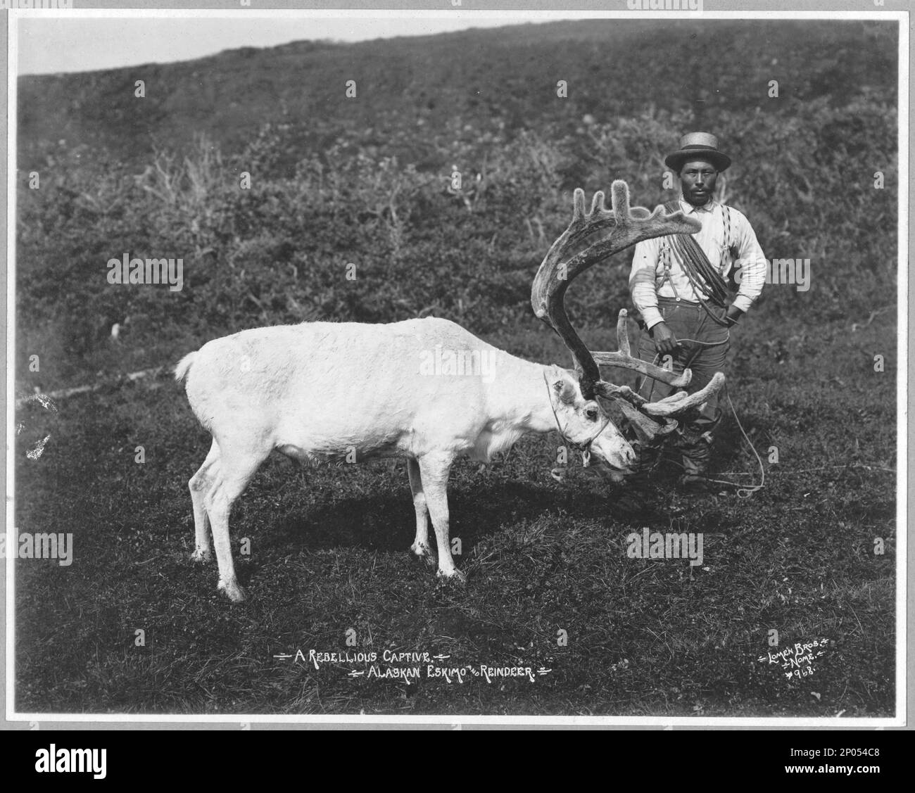 Eskimo and captured reindeer , Rebellious captive Alaskan Eskimo and ...
